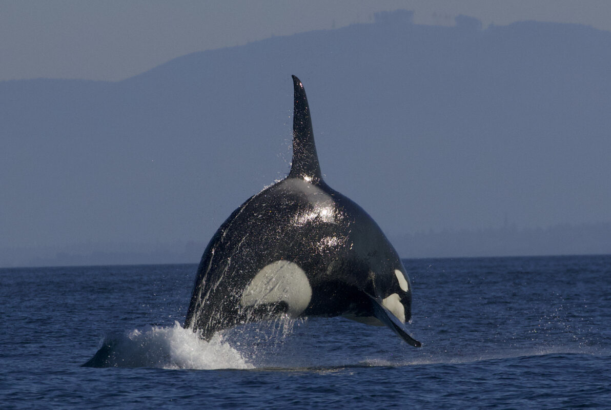 Marine Wildlife Encounters in Canada | Five Star Whale Watching
