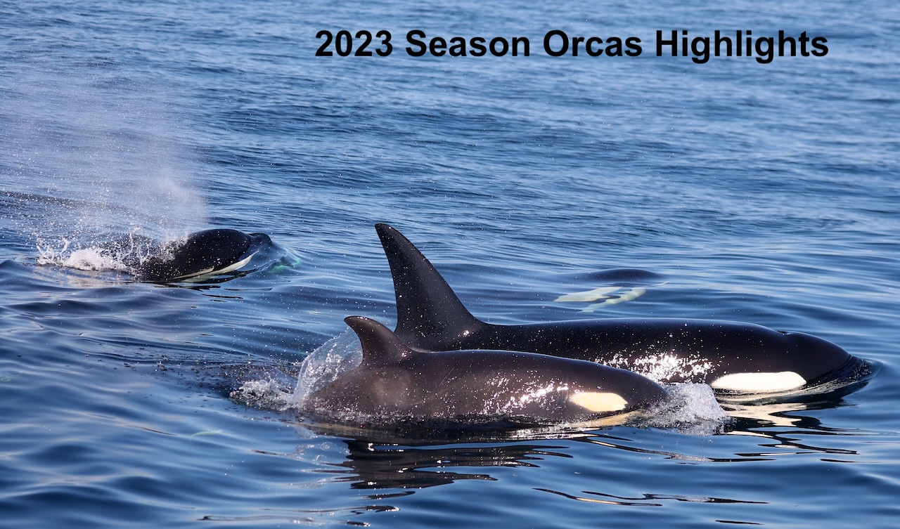 Orcas, Killer Whales, Five Star Whale Watching