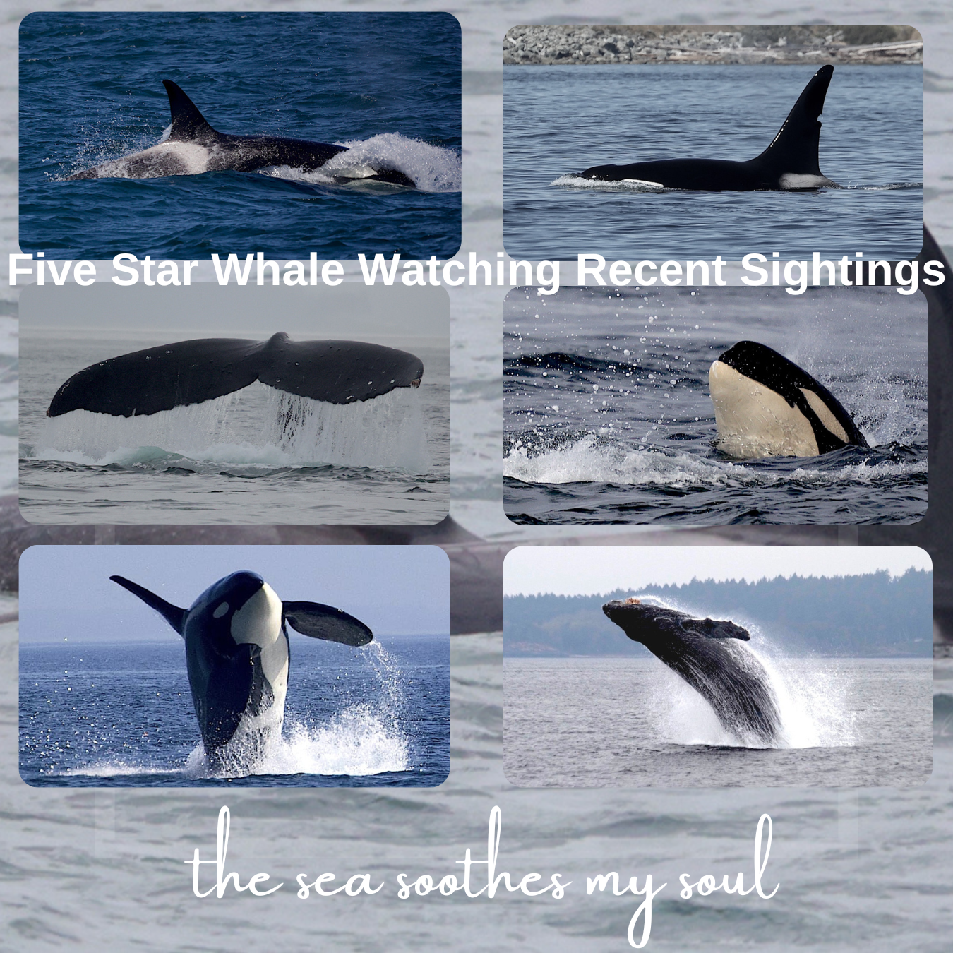 Latest Sightings Report | Five Star Whale Watching