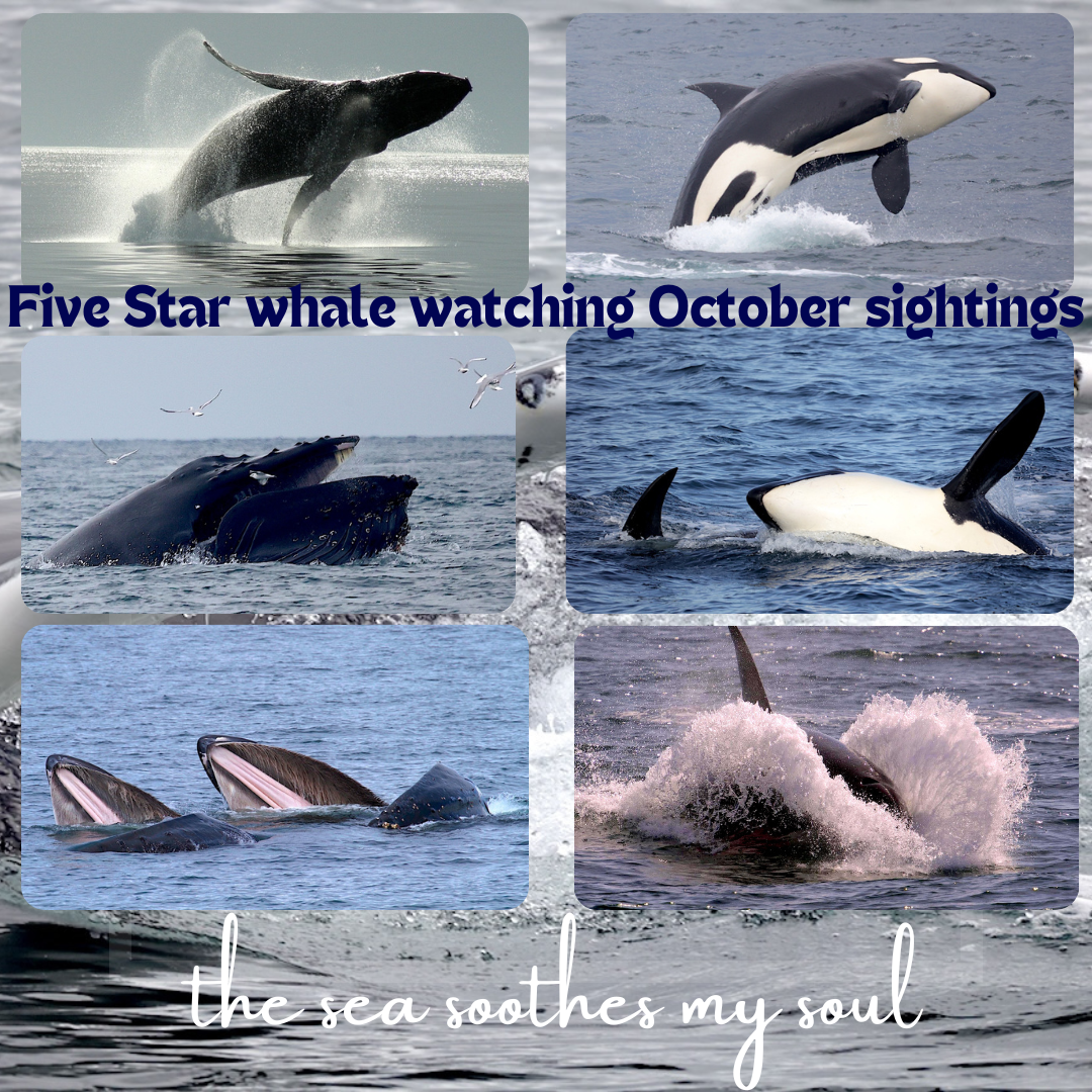 Latest Sightings This Fall! | Five Star Whale Watching