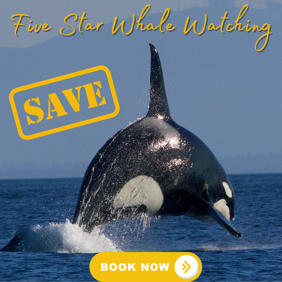 Holiday Savings! | Five Star Whale Watching