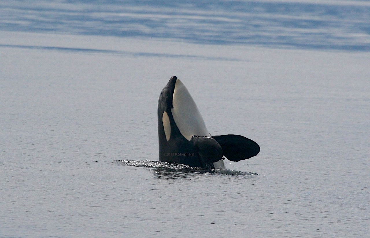 April 12th – Orcas By Gooch Island And Sidney Channel! | Five Star ...