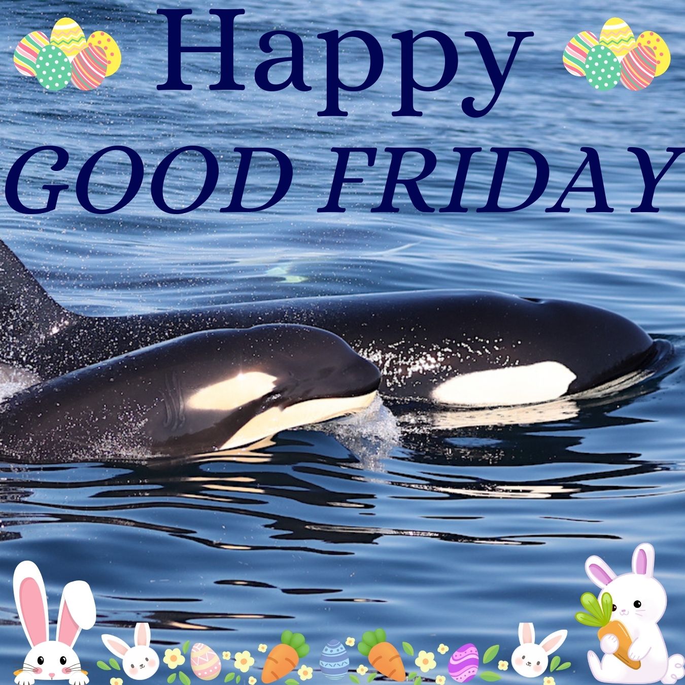 Happy Good Friday! | Five Star Whale Watching